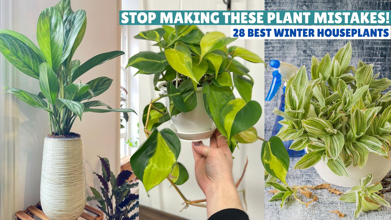 28 stunning winter houseplants that brighten your home instantly