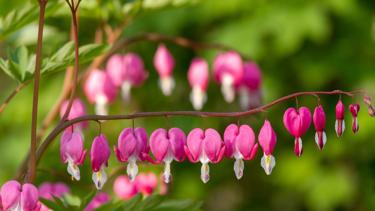 6 Valentine’s plants from around the world that symbolize love (and ...