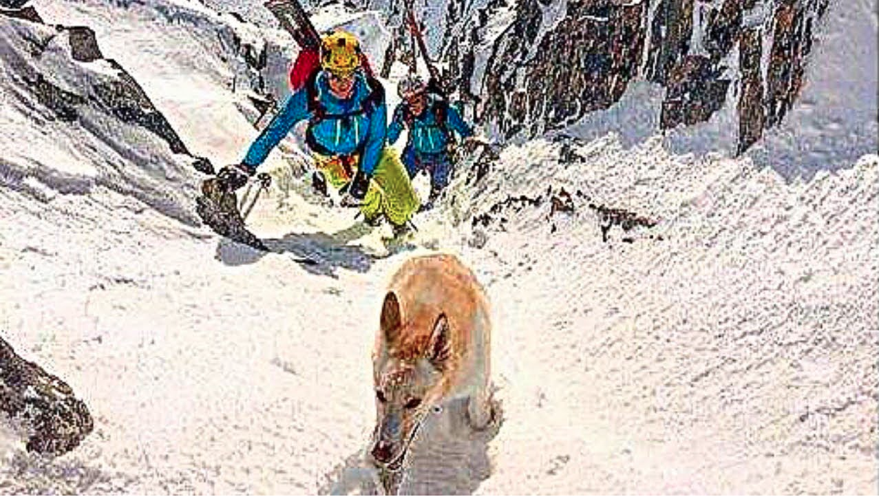 Hiker falls 600ft down mountain, rescuers find her and her new friend