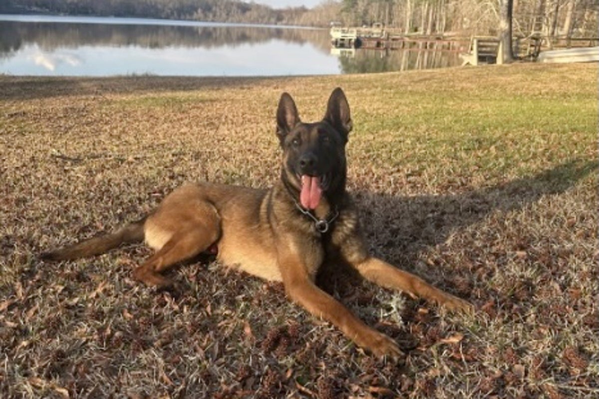 Police dog hit by vehicle amid bank robbery chase expected to recover