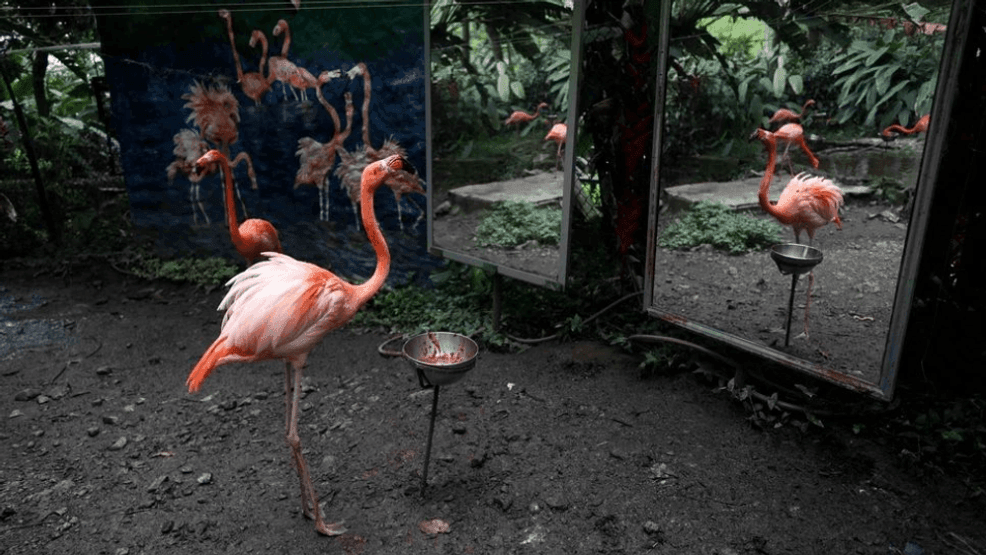 Florida House votes to make flamingo the state bird, scrub-jay as songbird