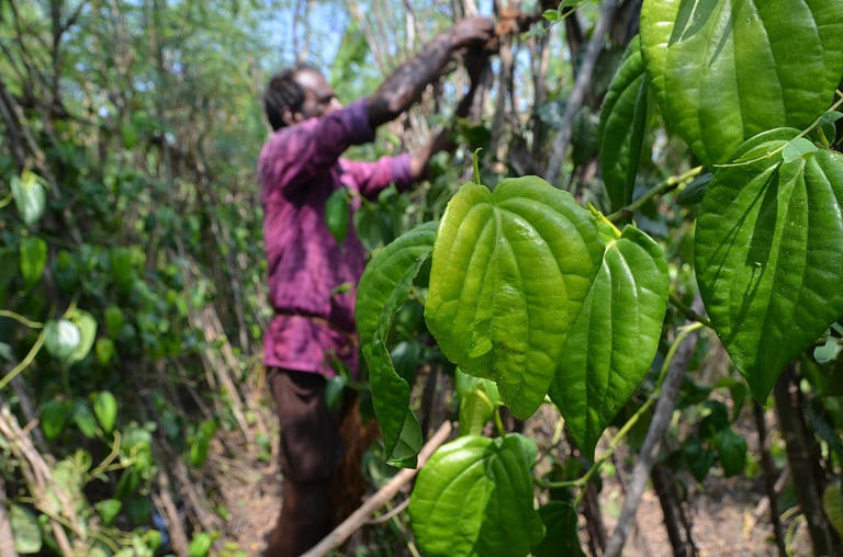 Betel leaf farmers in TN's Paramathi Velur renew demand for dedicated ...