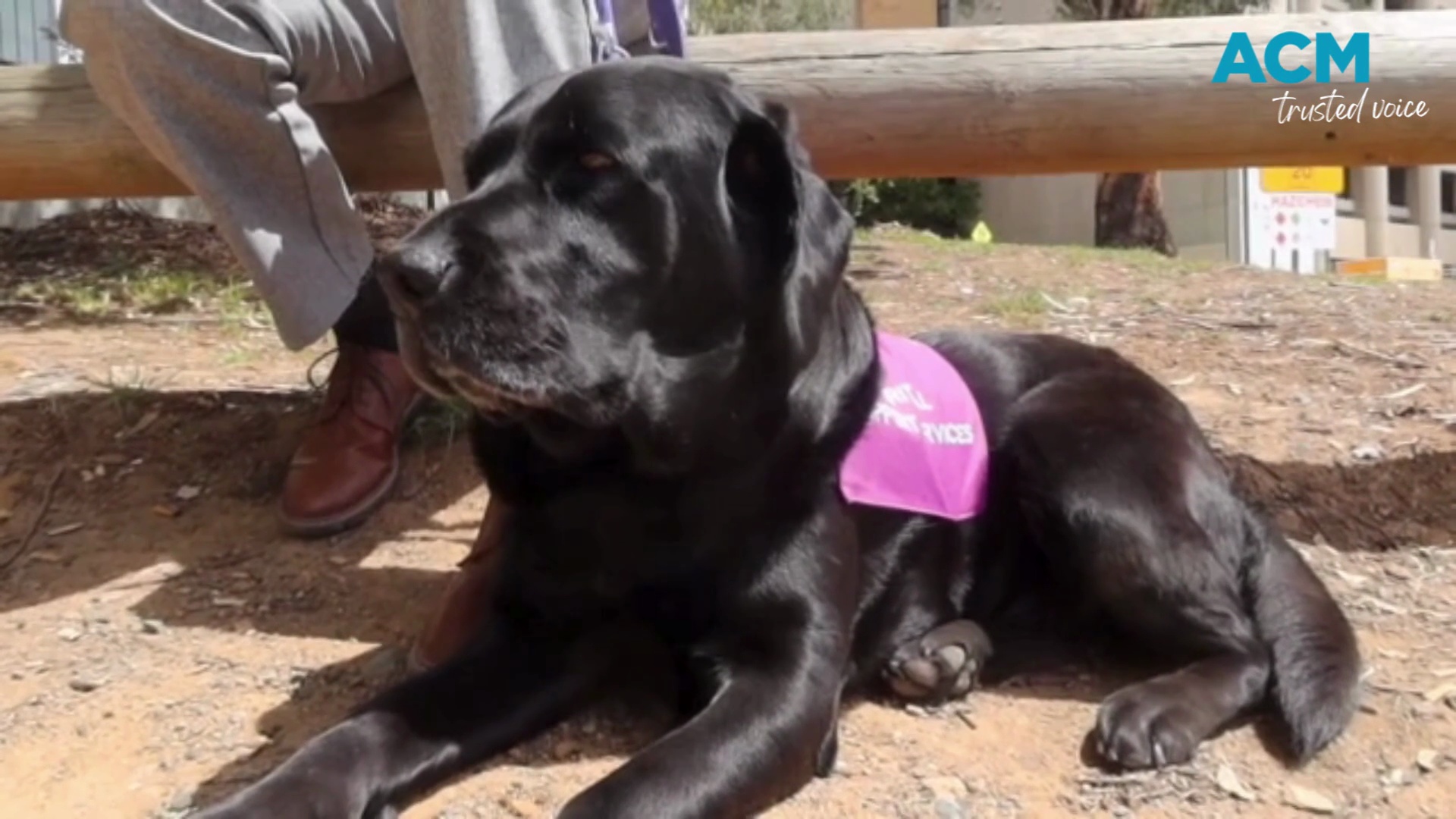 Lachie, the dog with a gentleness gene