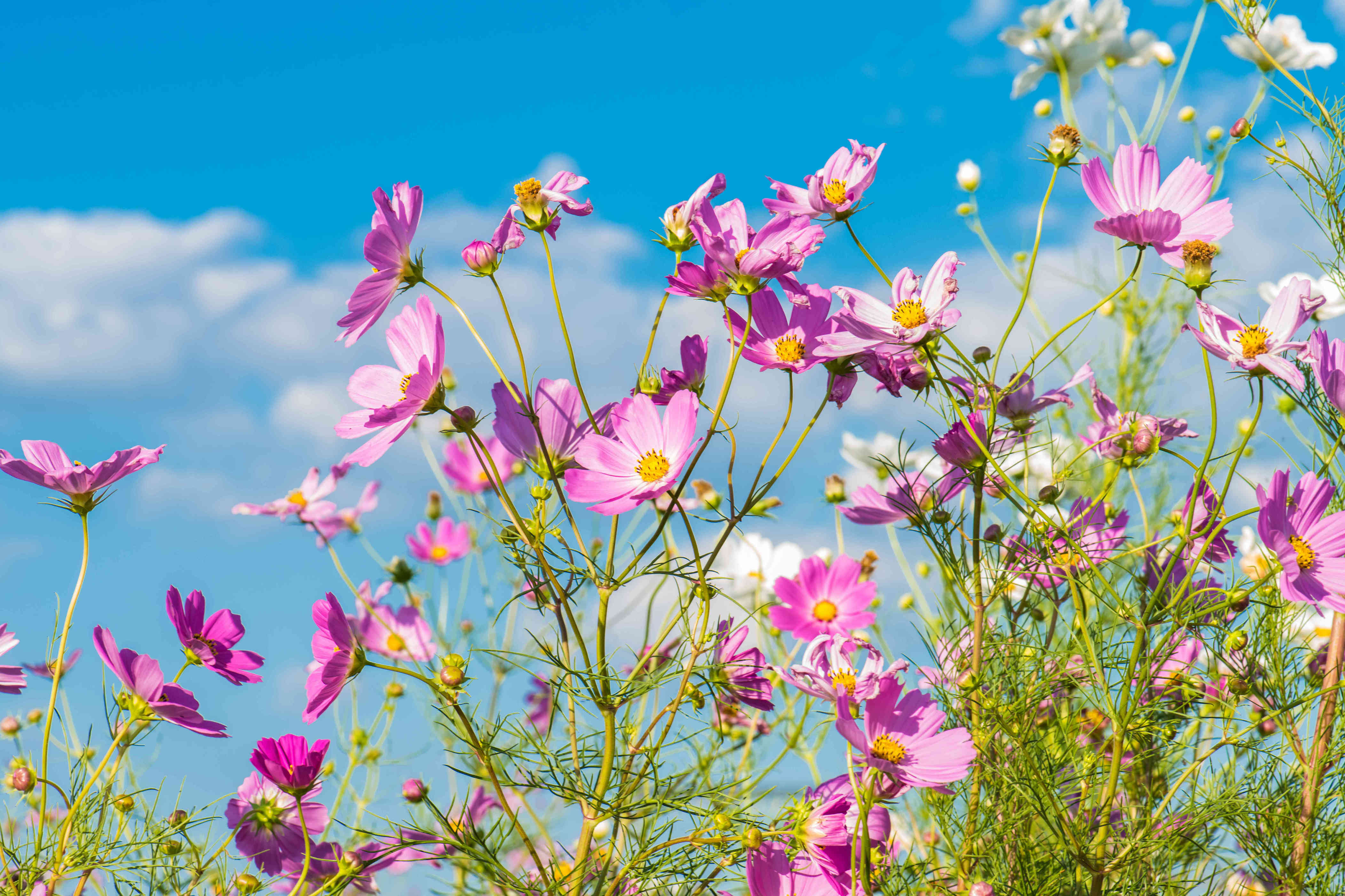 8 self-seeding flowers that practically grow themselves