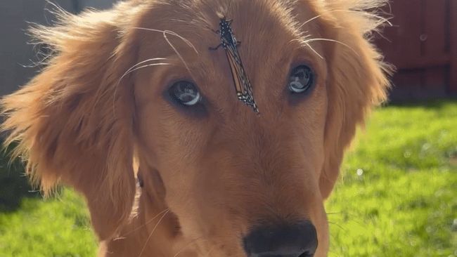 Puppy looks adorably confused at butterfly resting on its face