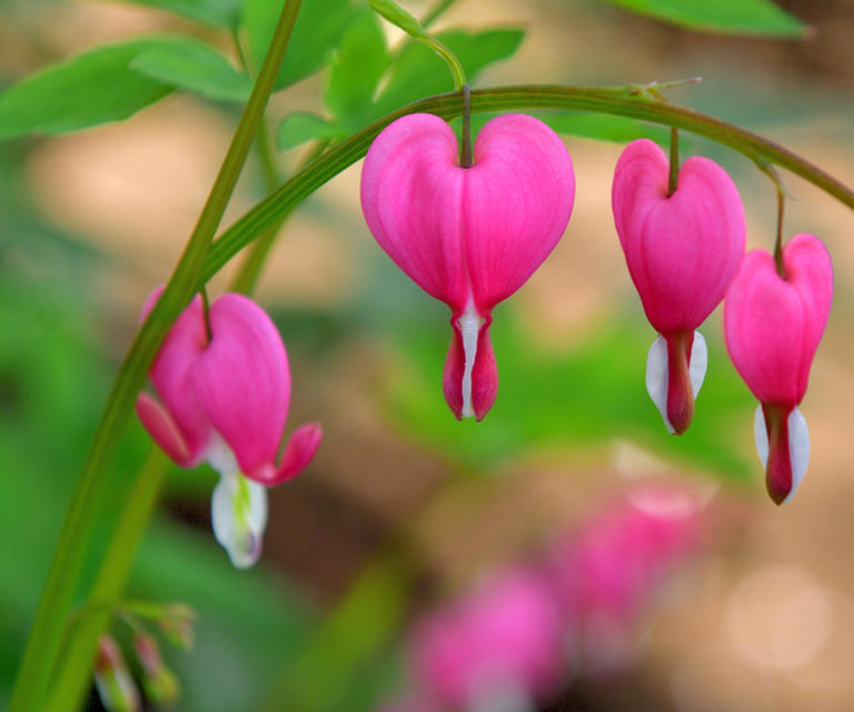 Inspiring Plants That Symbolize Love Images