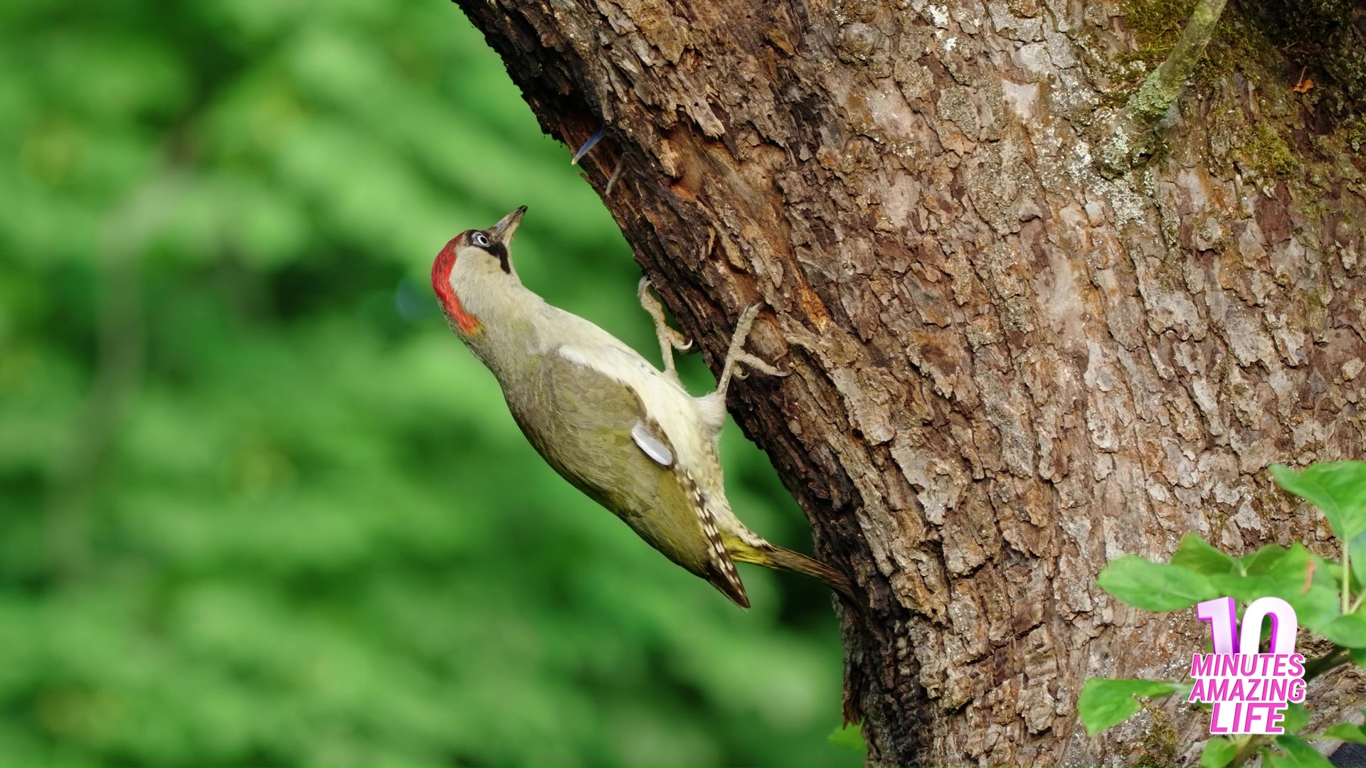 What this woodpecker found inside the tree
