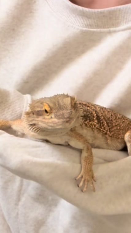 She actually blew up the toilet: A bearded dragon moment