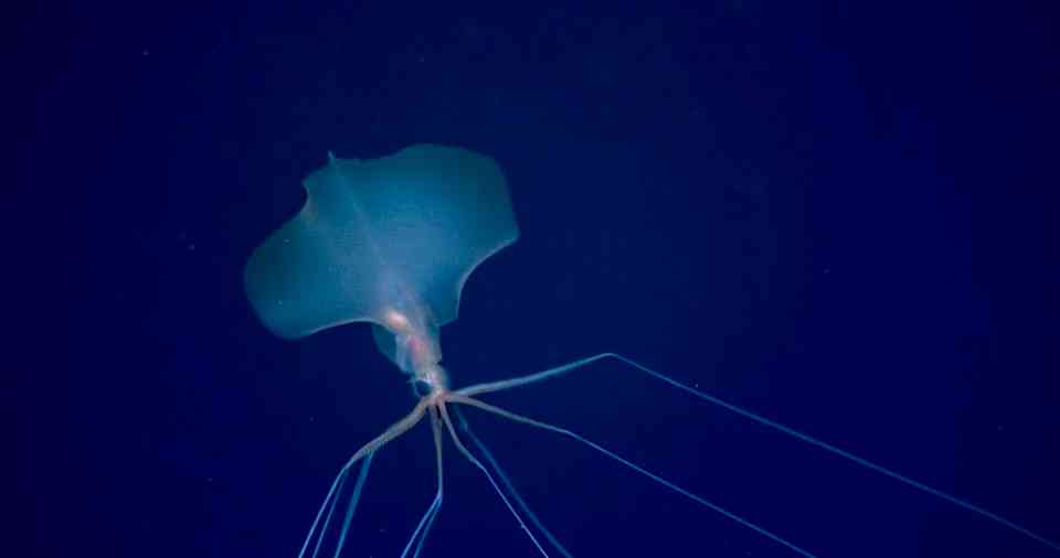 Giant squids avoid us for a reason - scientists finally understand why