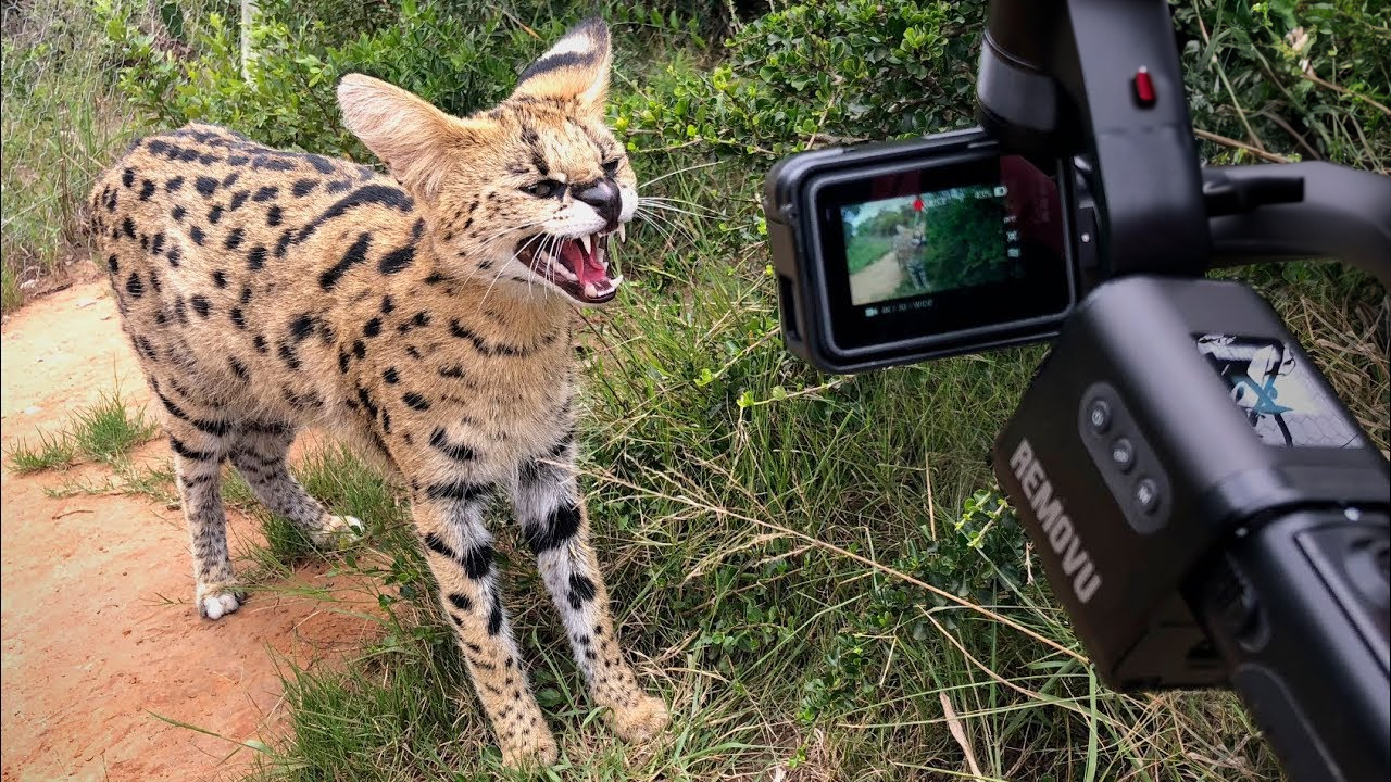 Unexpected encounter with a hungry cat