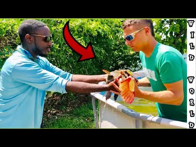 Emergency response for an oversized aquarium predator