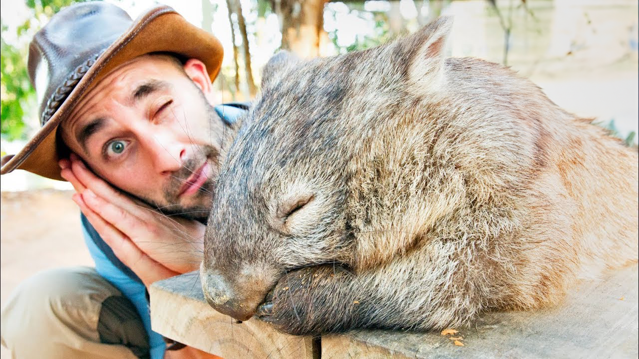 Don’t wake a sleeping wombat: Coyote Peterson learns why