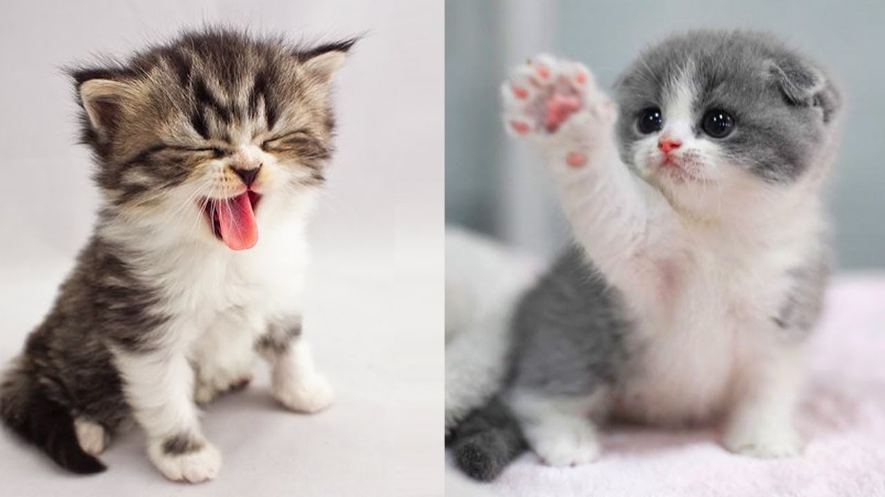 Playful kittens showing sweet expressions