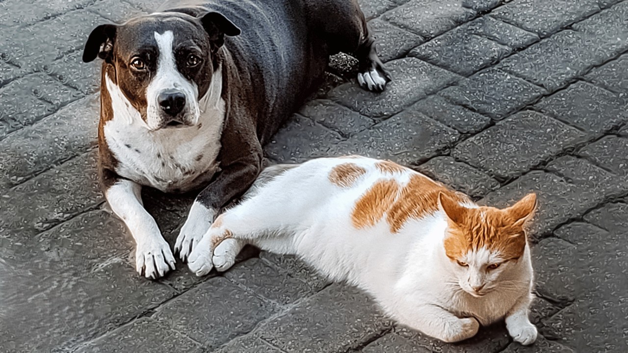 Watch how this pit bull and tiny cat form the sweetest friendship