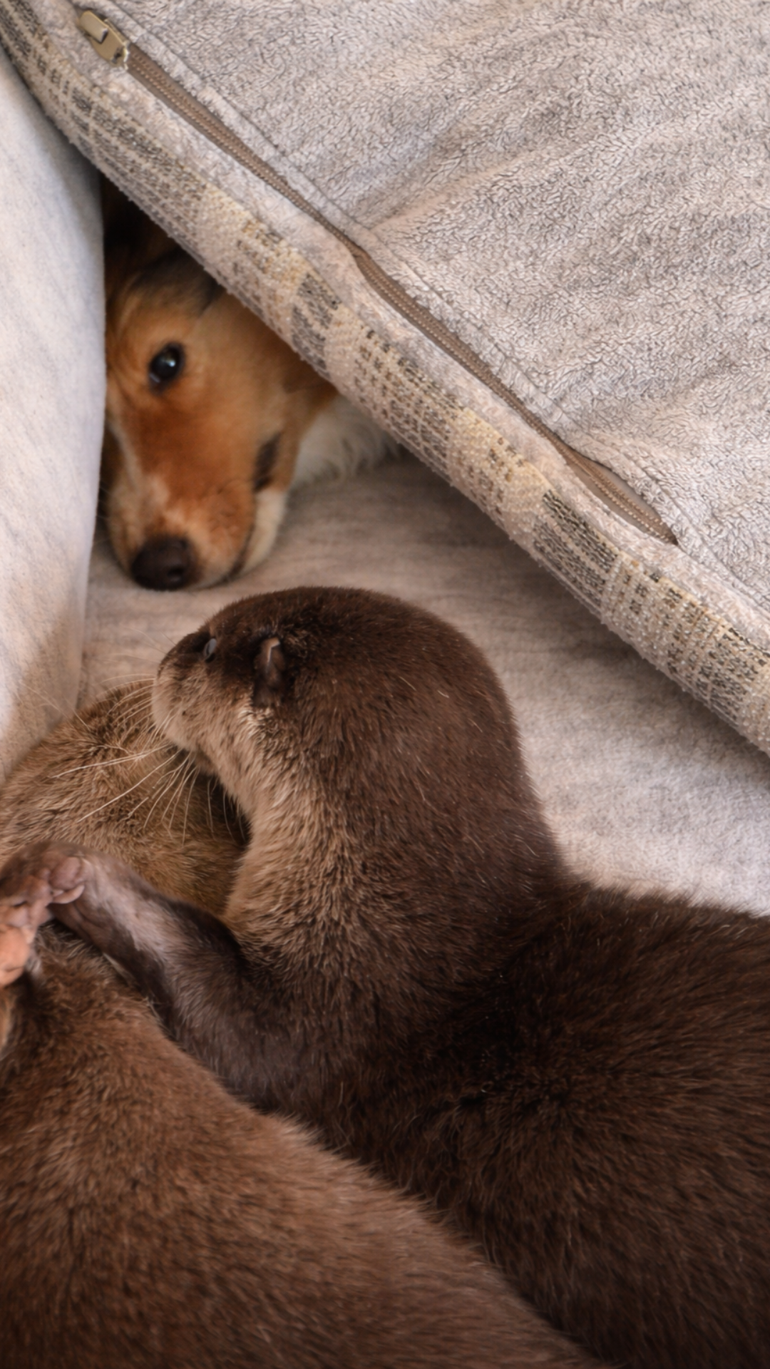 Who needs a little brother when you have pets doing this