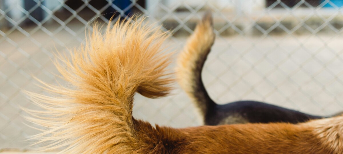 Tail docking causes communication challenges and pain