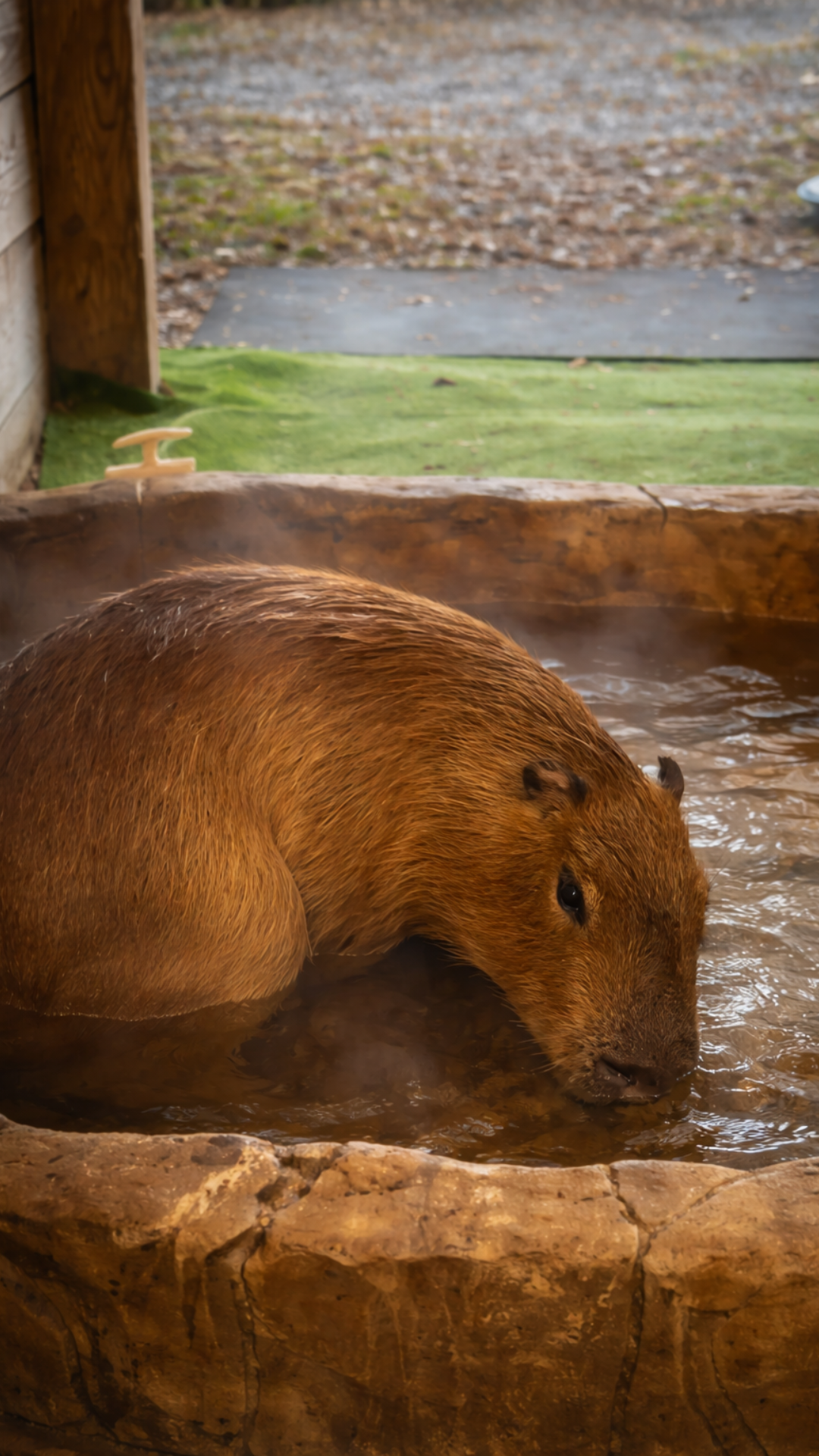 Capybara Spa Day Waiting for Pumpkin to Enjoy the Hot Tub