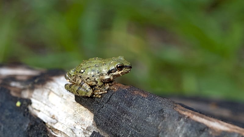 Climate change is impacting frog 'love songs' and it's making males ...