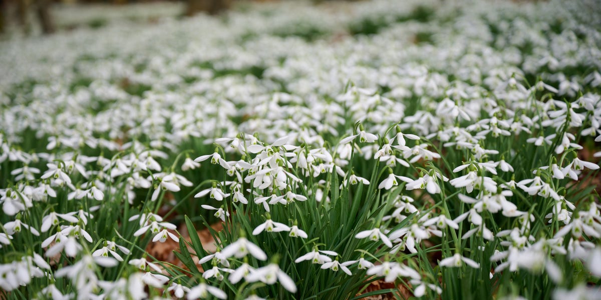 'Like stepping into a fairytale': The hidden Cotswolds garden with 5 ...