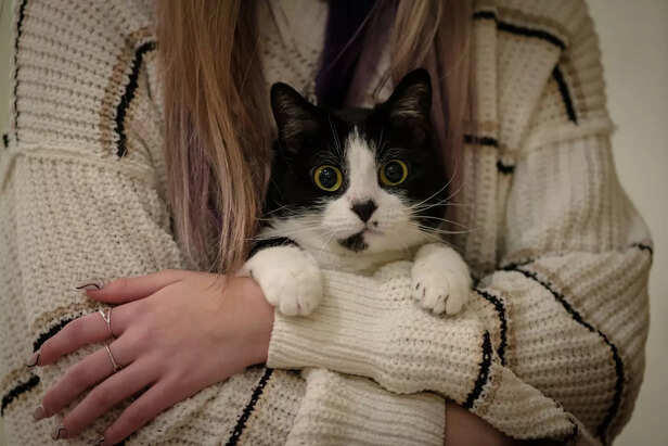 Small daily habits that can add years to your indoor pet’s life