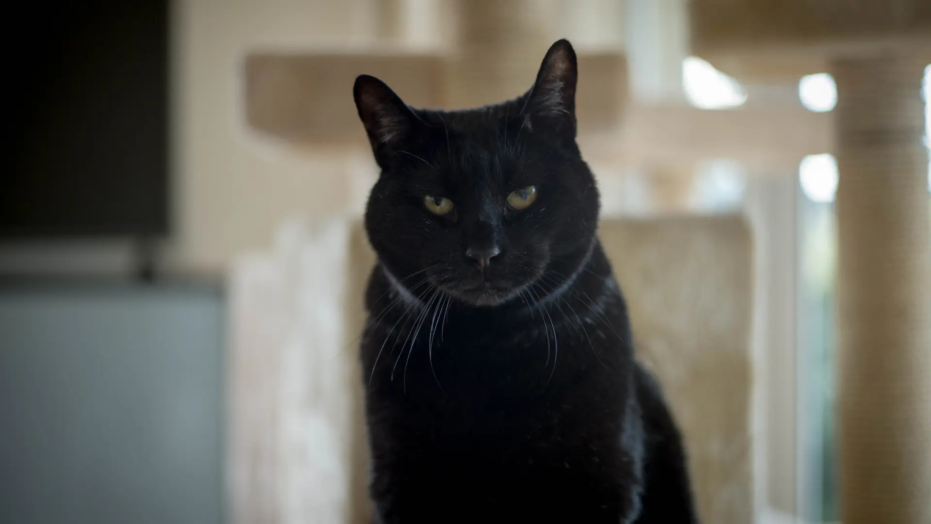 Cuando el cuerpo cambia: por qué la alimentación del gato geriátrico ya ...