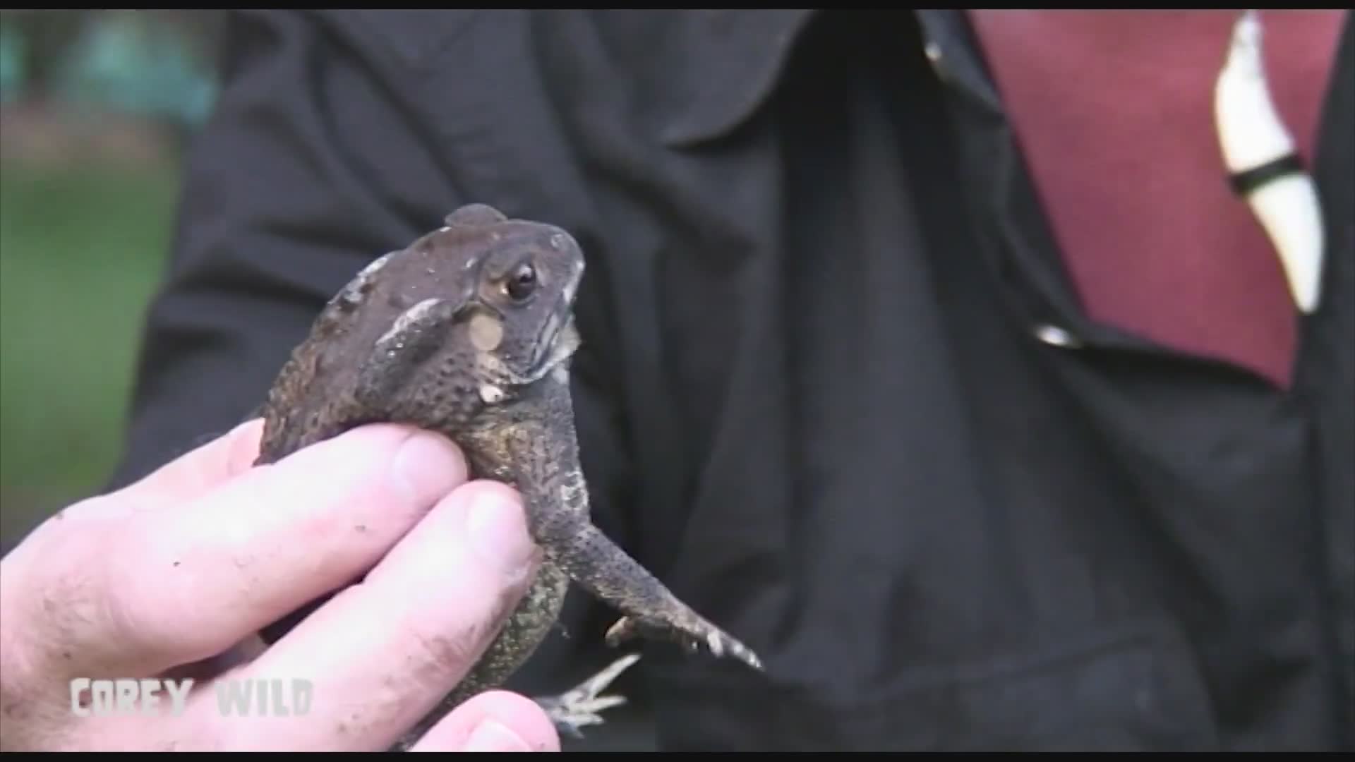 Preventing cobra from eating poisonous cane toad during rescue operation