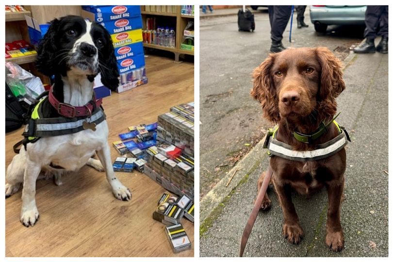 The genius sniffer dogs hunting down dodgy tobacco and vapes worth £100k