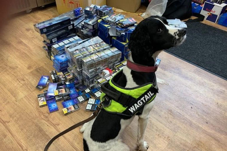 The genius sniffer dogs hunting down dodgy tobacco and vapes worth £100k