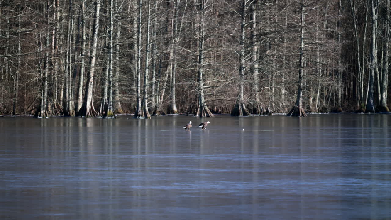 Bald eagles play with golf ball on frozen lake