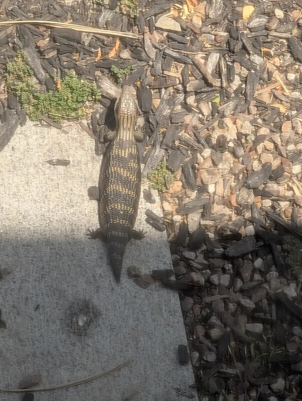 Gardener shares photos after spotting 'new housemate' living in yard ...