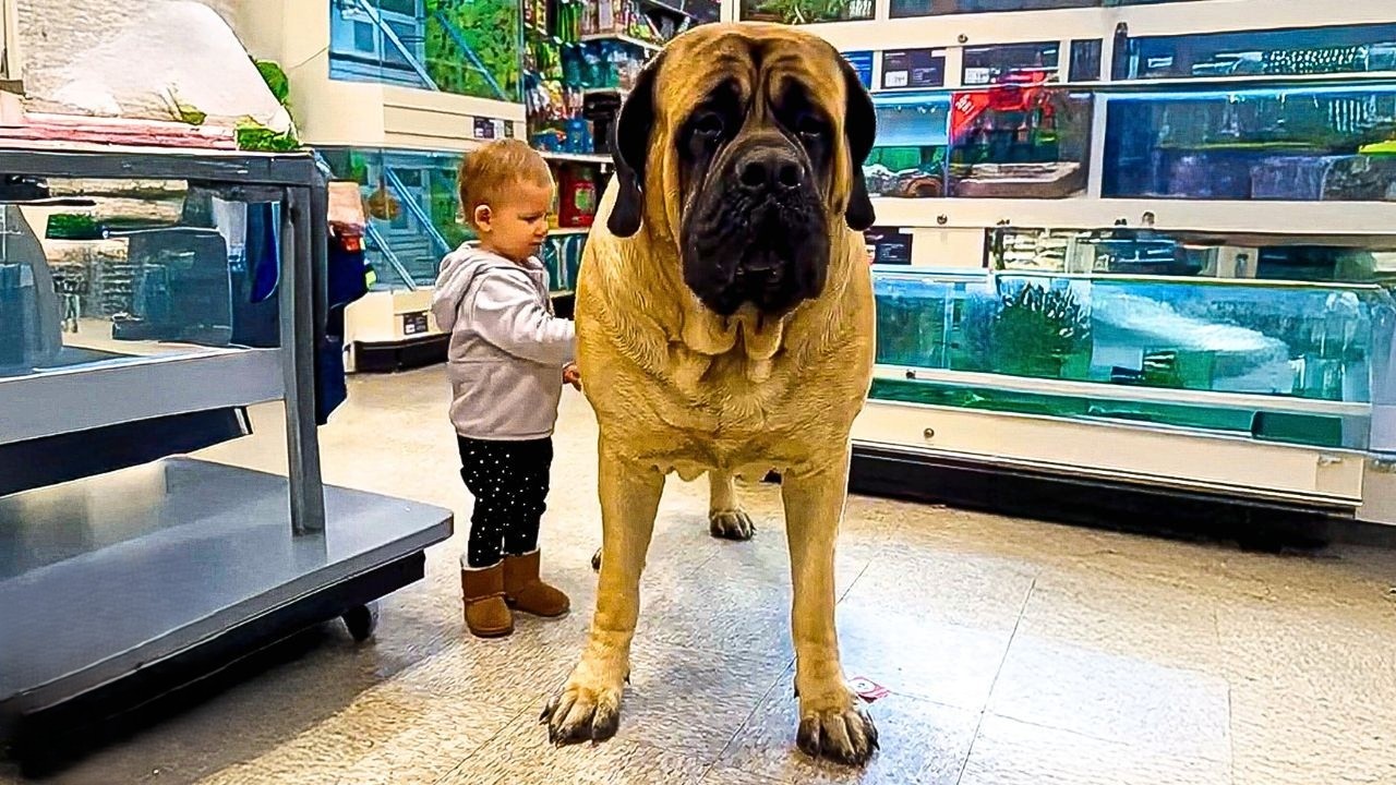 This giant mastiff acts like a baby - and teams up with his tiny brother