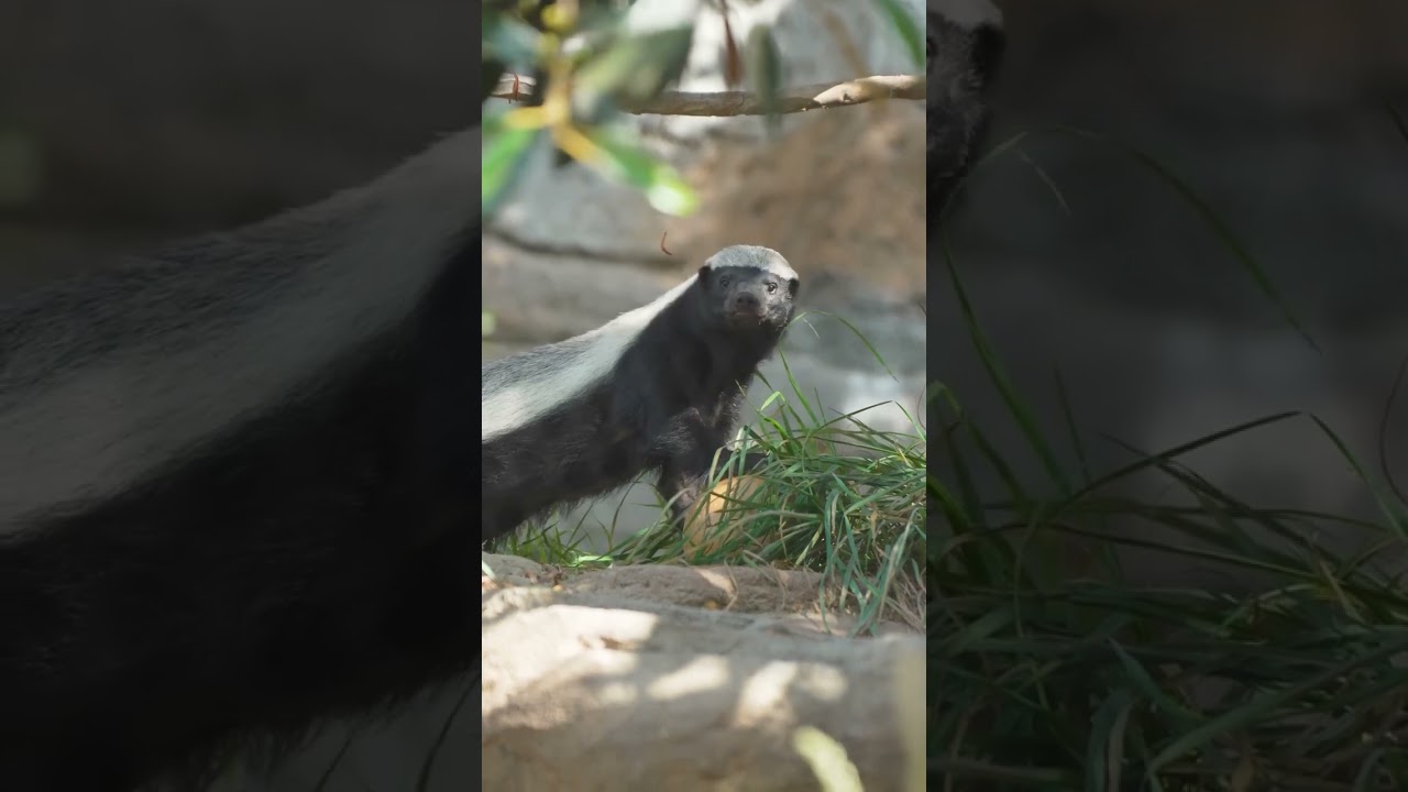 Meet Cookie the honey badger, tiny and mighty