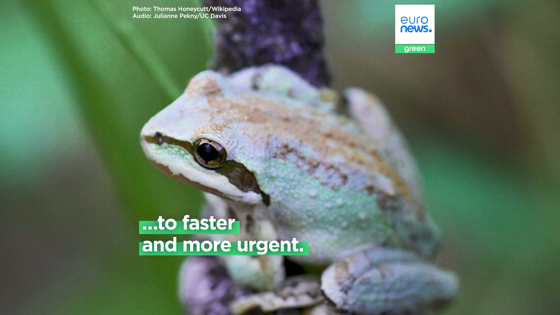 Climate change is impacting frog 'love songs' and it's making males ...