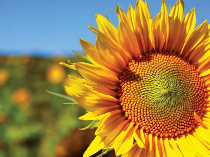Sunflower photography to brighten your day