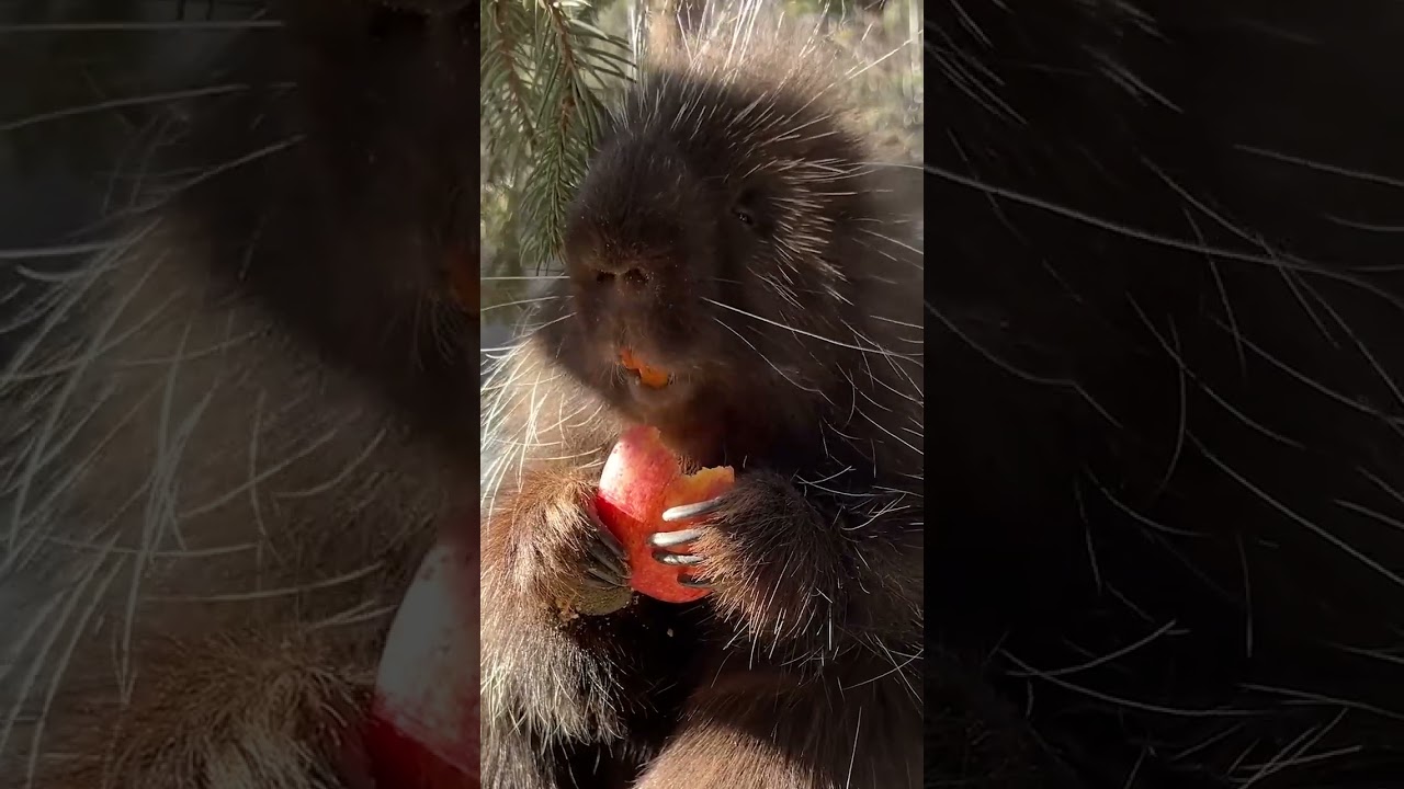 Guess what a cute porcupine is eating for lunch