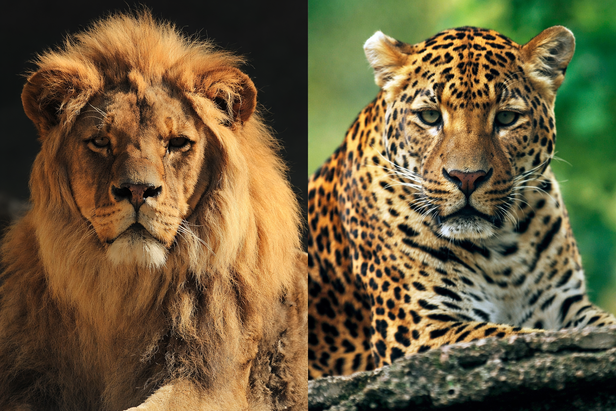 When two kings collide: The truth behind the jaguar lion hybrid