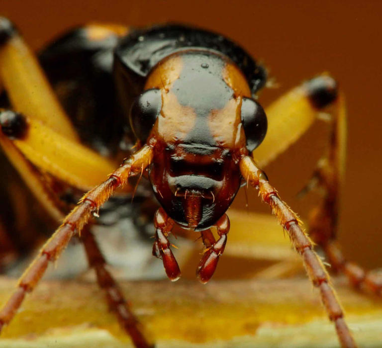Nature’s living cannon: Inside the bombardier beetle’s combustion chamber
