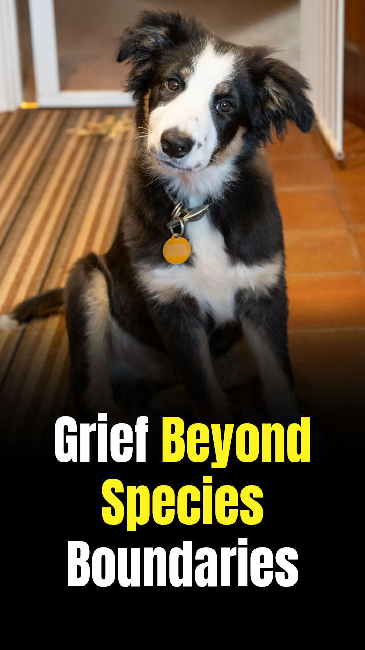 For nearly 1 in 5 people who have lost both a pet and a person, the ...