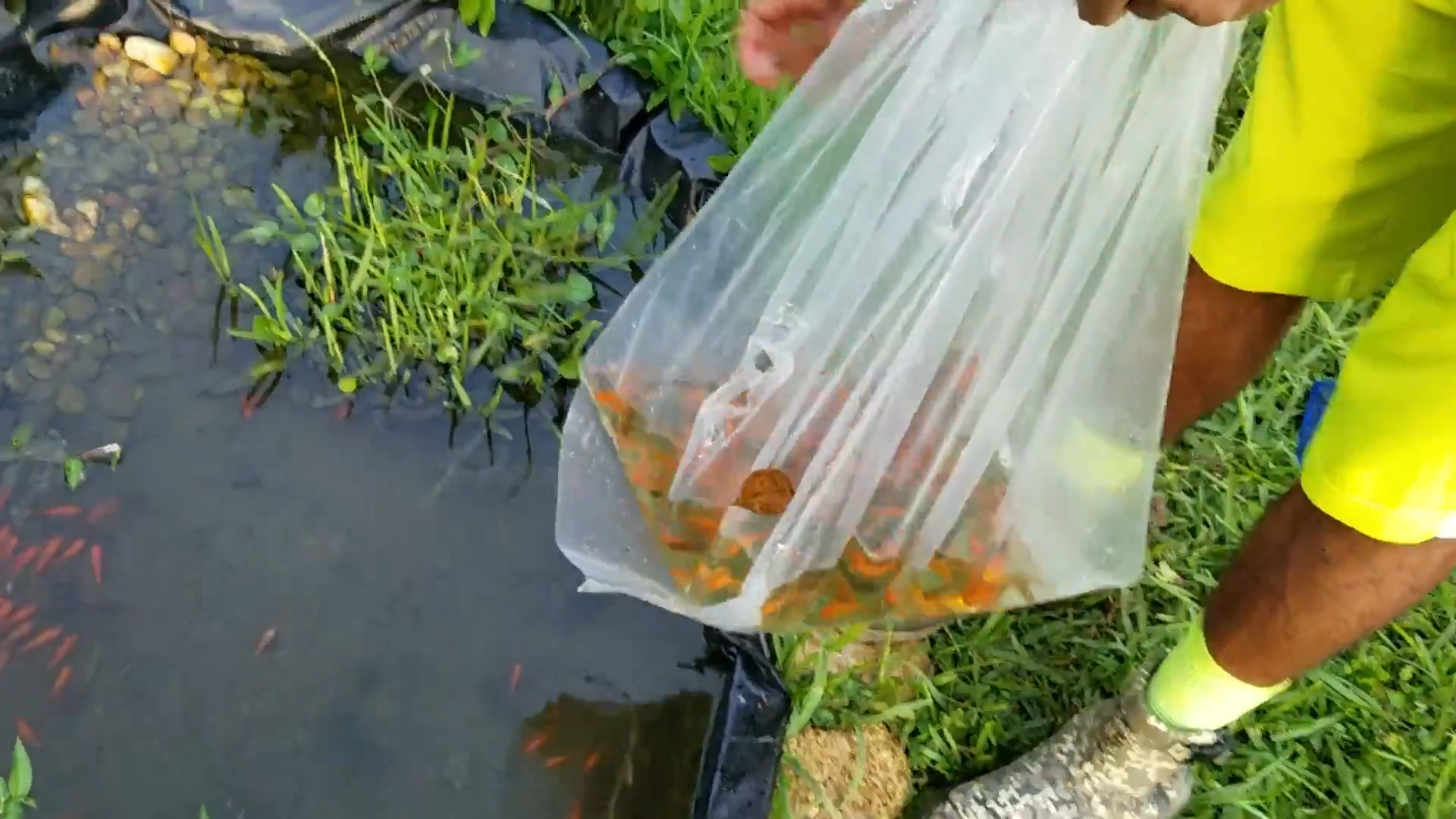We transported 1000 goldfish and dumped them into the sanctuary pond