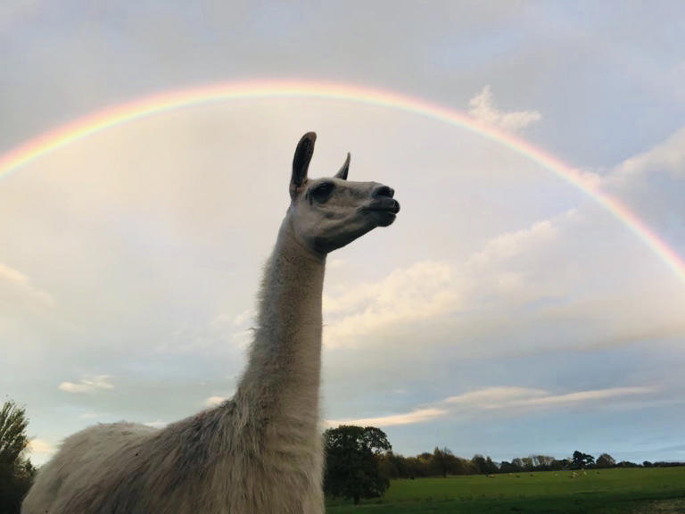 A man was running from police. Eight llamas caught him.