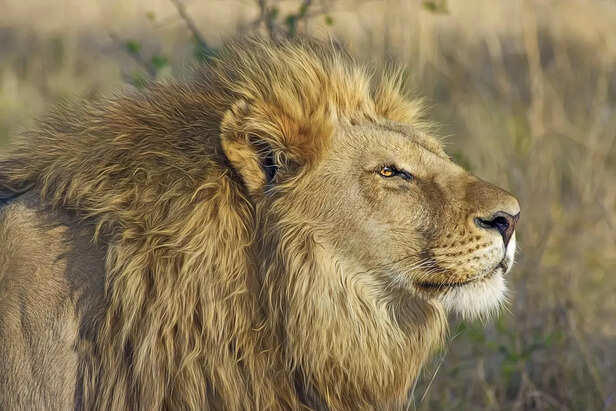 When two kings collide: The truth behind the jaguar lion hybrid