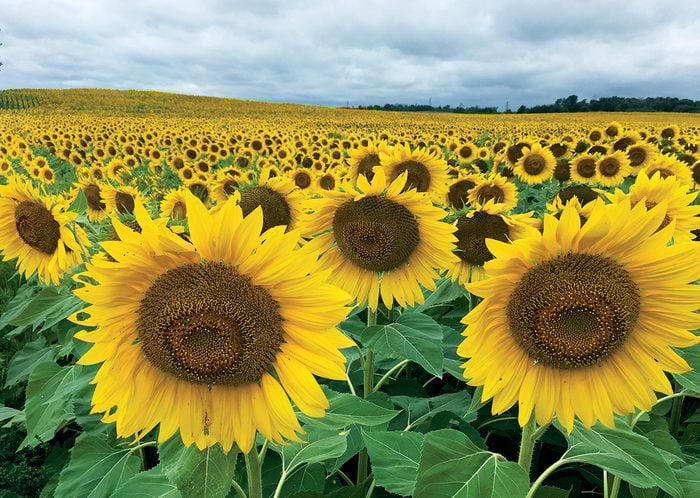 Sunflower photography to brighten your day