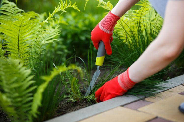 7 tips cerdas mempercantik taman depan rumah dengan biaya murah