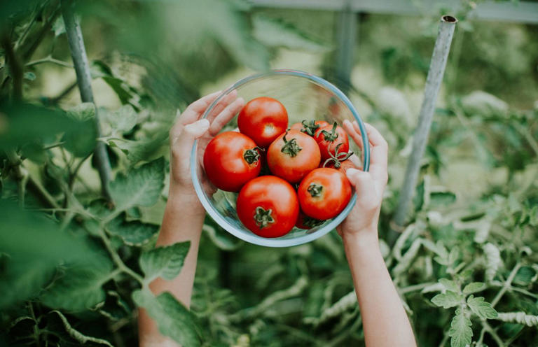 Your tomato plant is trying to tell you something—don't ignore yellow ...