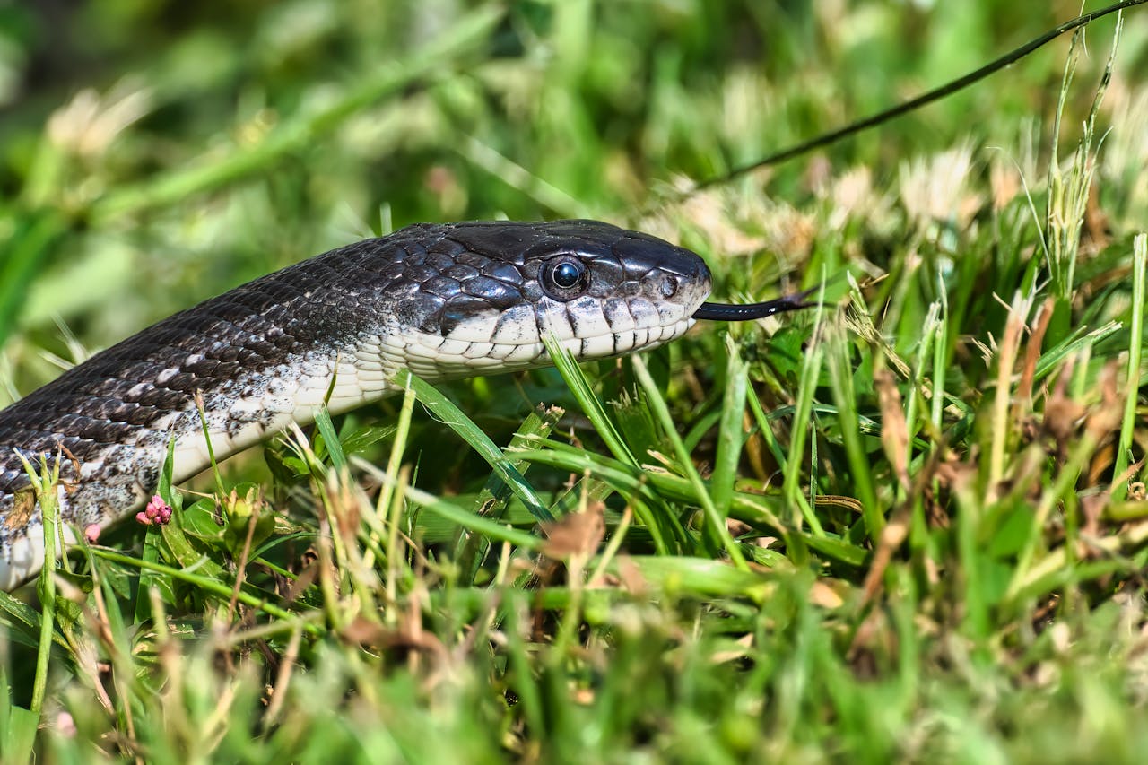 9 early viper bite signs people shrug off until swelling explodes