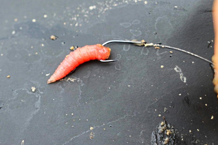 How to hook maggots the right way