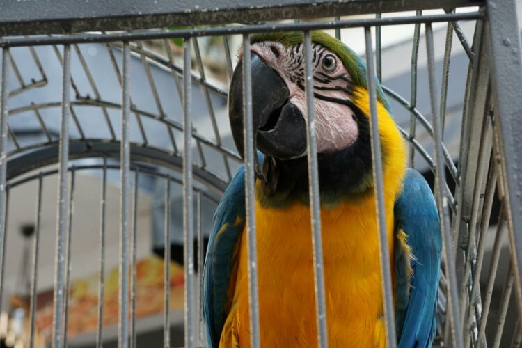 10 reasons your parrot stopped talking