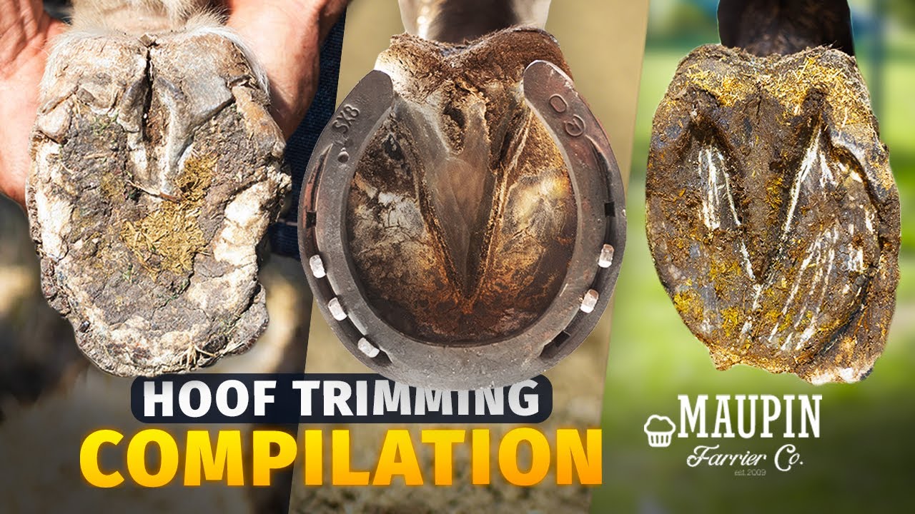 Satisfying horse hoof transformations – trimming compilation only