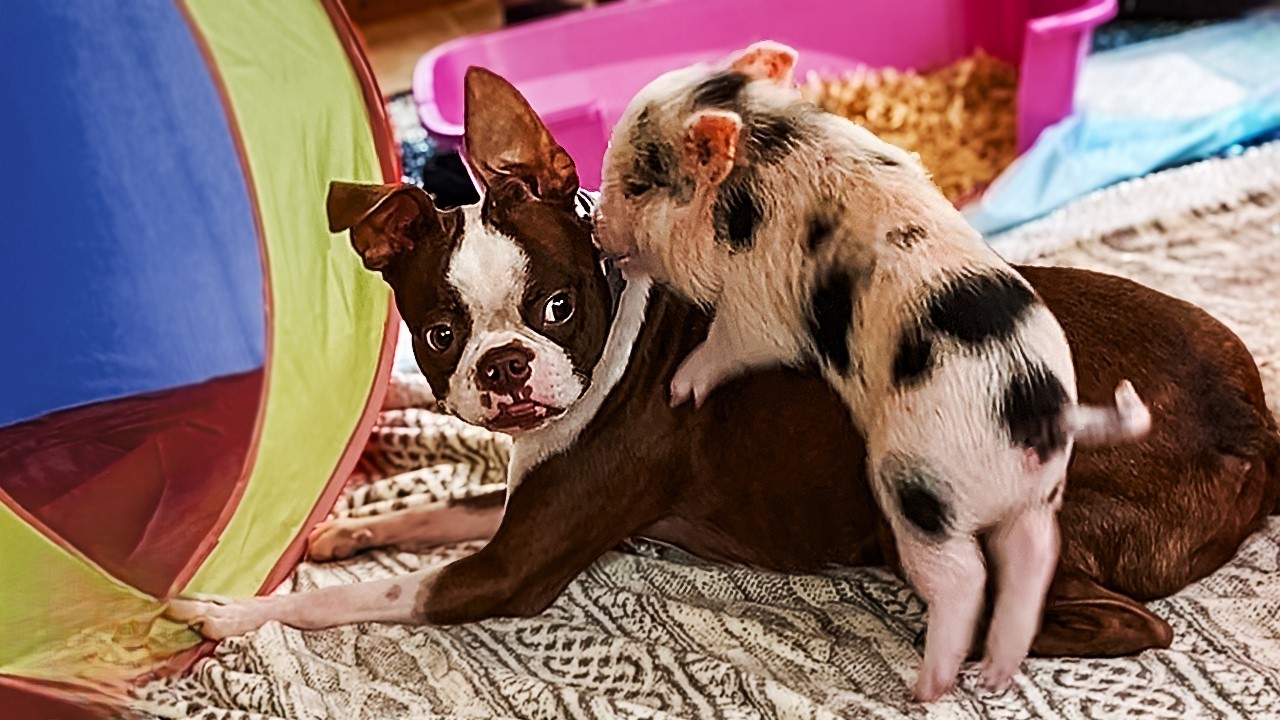 This dog was jealous of his pig sister - now he can’t live without her