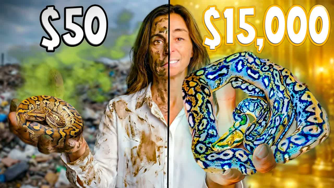 Why some snakes cost more than a car
